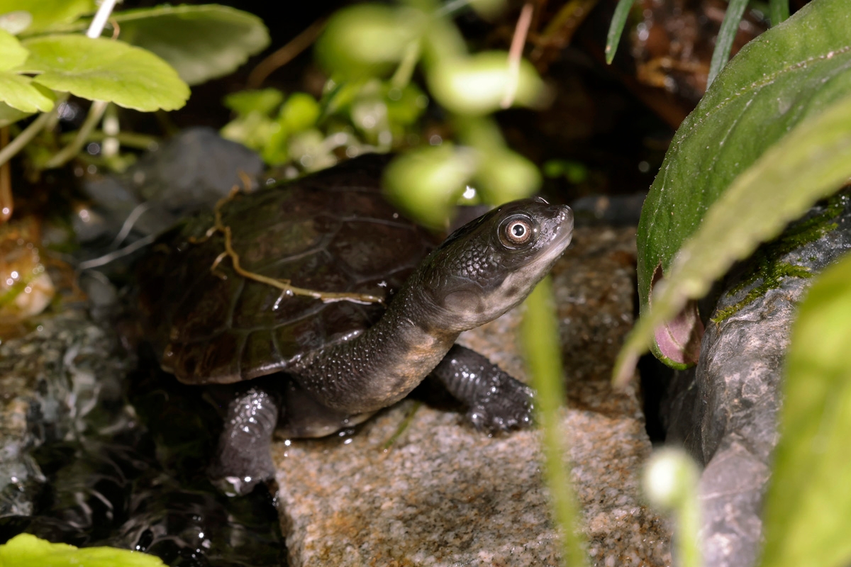 Collaborative conservation: Implementing the One Plan Approach