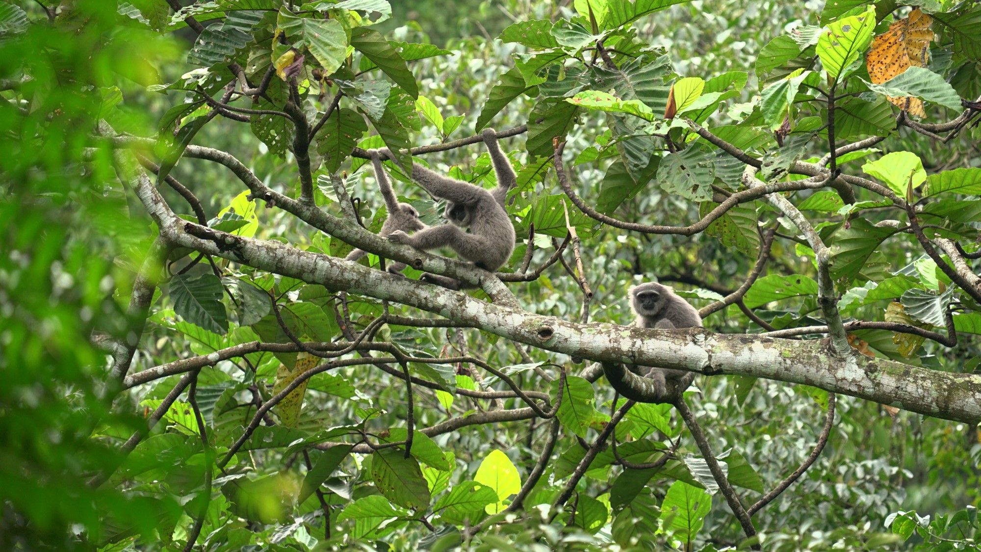 Protectors of Nature: Why local communities matter in conservation