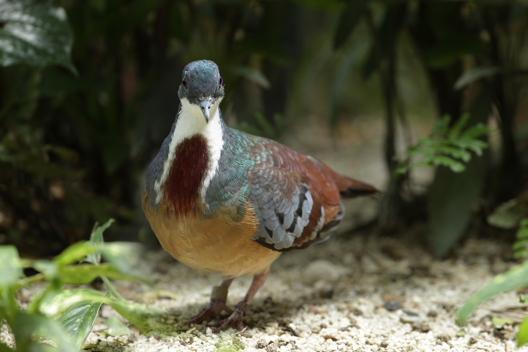 Jurong Bird Park and Mandai Nature take active steps to secure a future ...