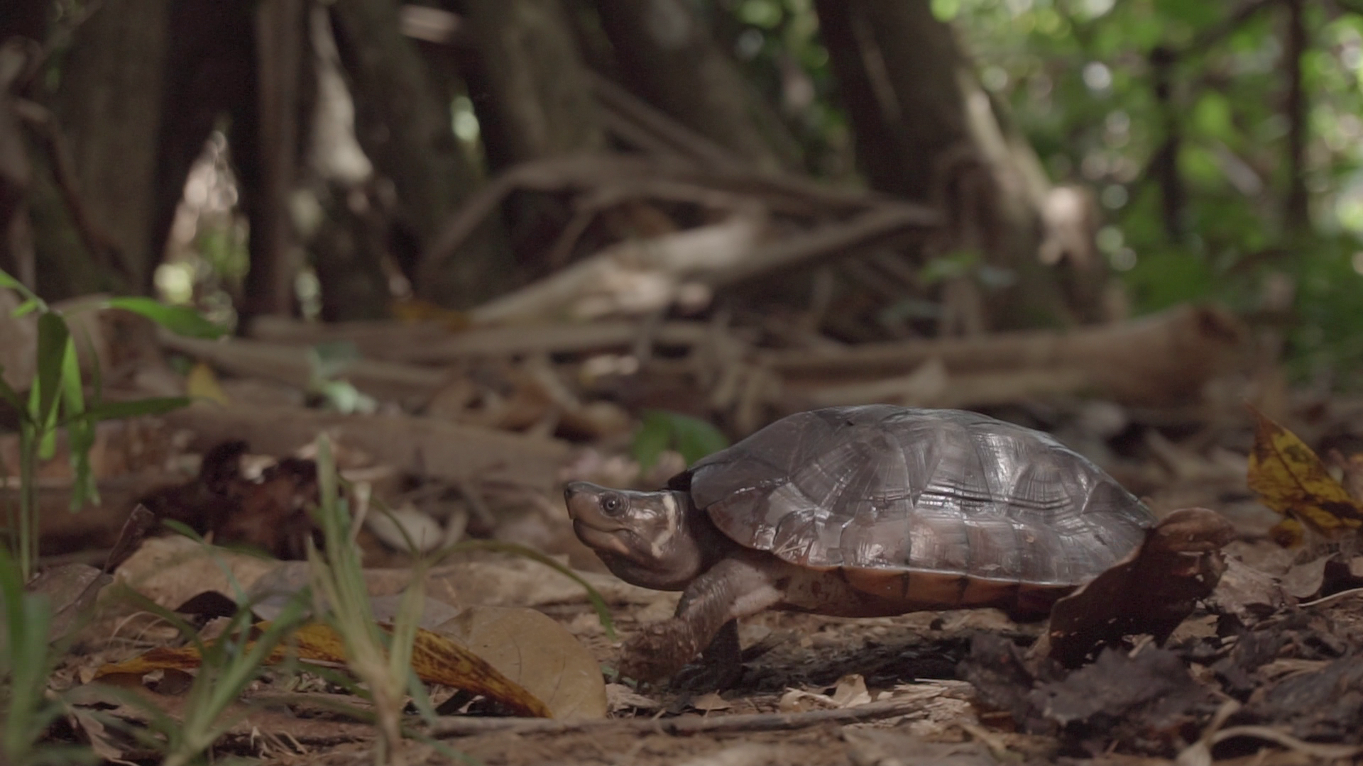 Conservation Efforts for the Palawan Forest Turtle
