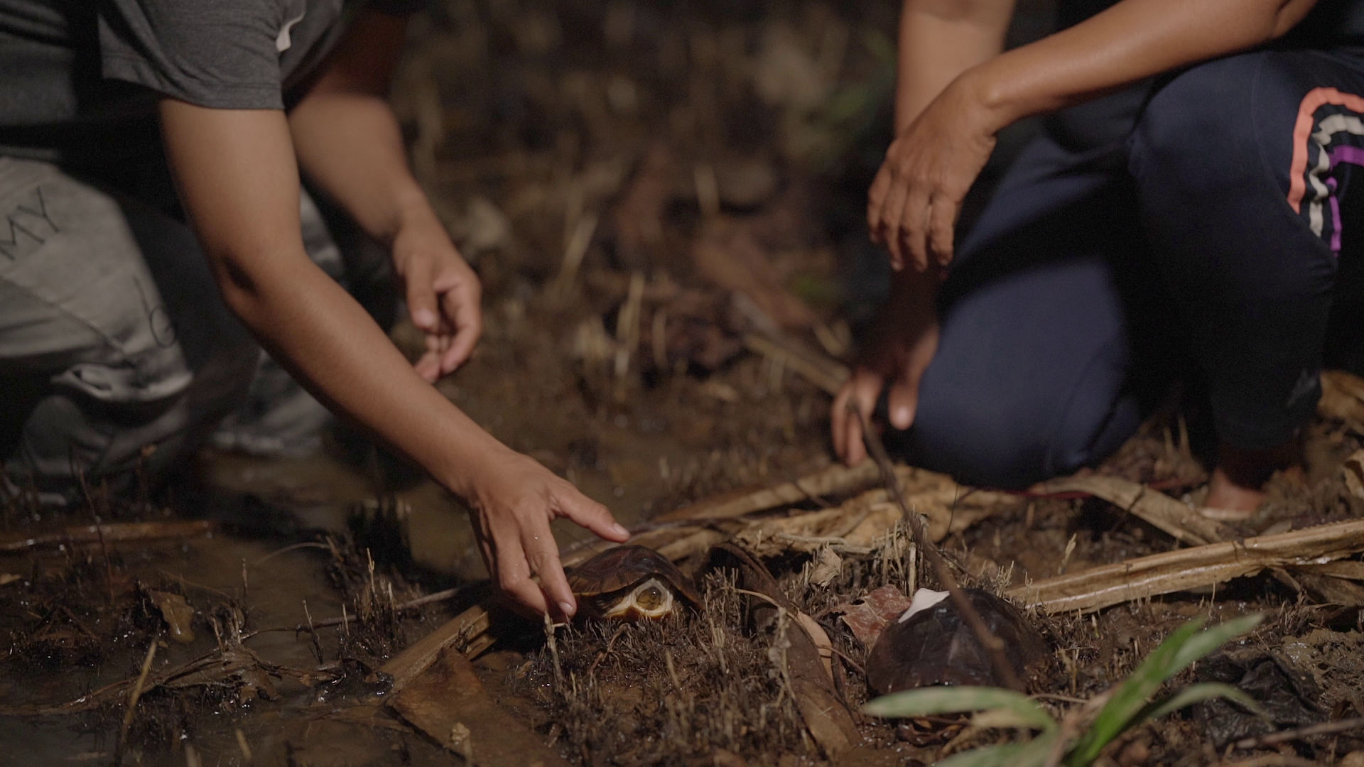 Conservation Efforts for the Palawan Forest Turtle