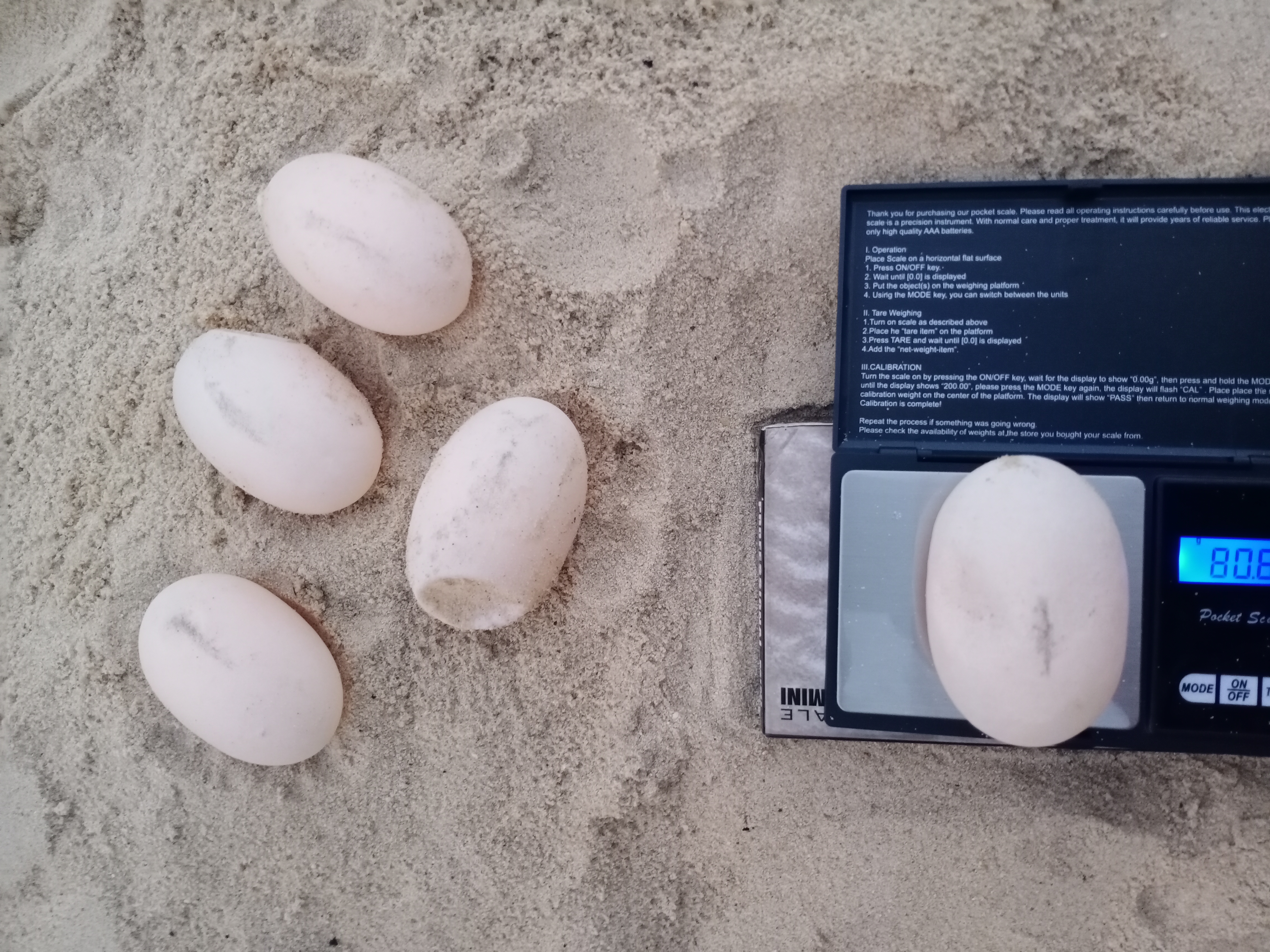 Conserving Cambodia’s Royal Turtle