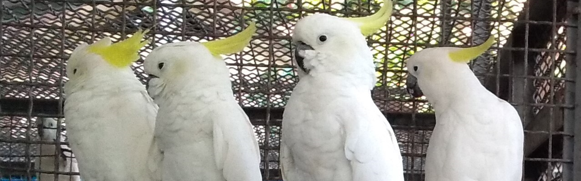 Rehabilitating and reintroducing Maluku’s parrots