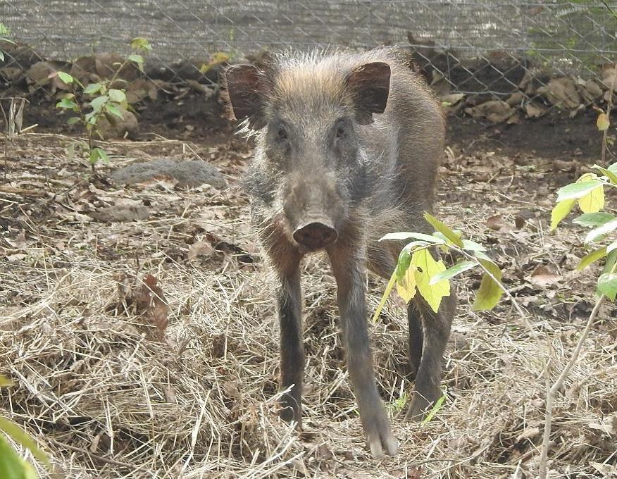 Renewed Protection for Javanese Wildlife