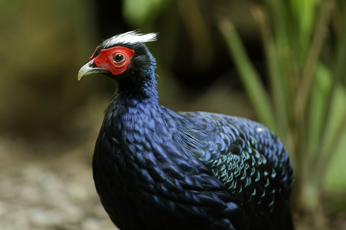 Saving the Critically Endangered Vietnam Pheasant