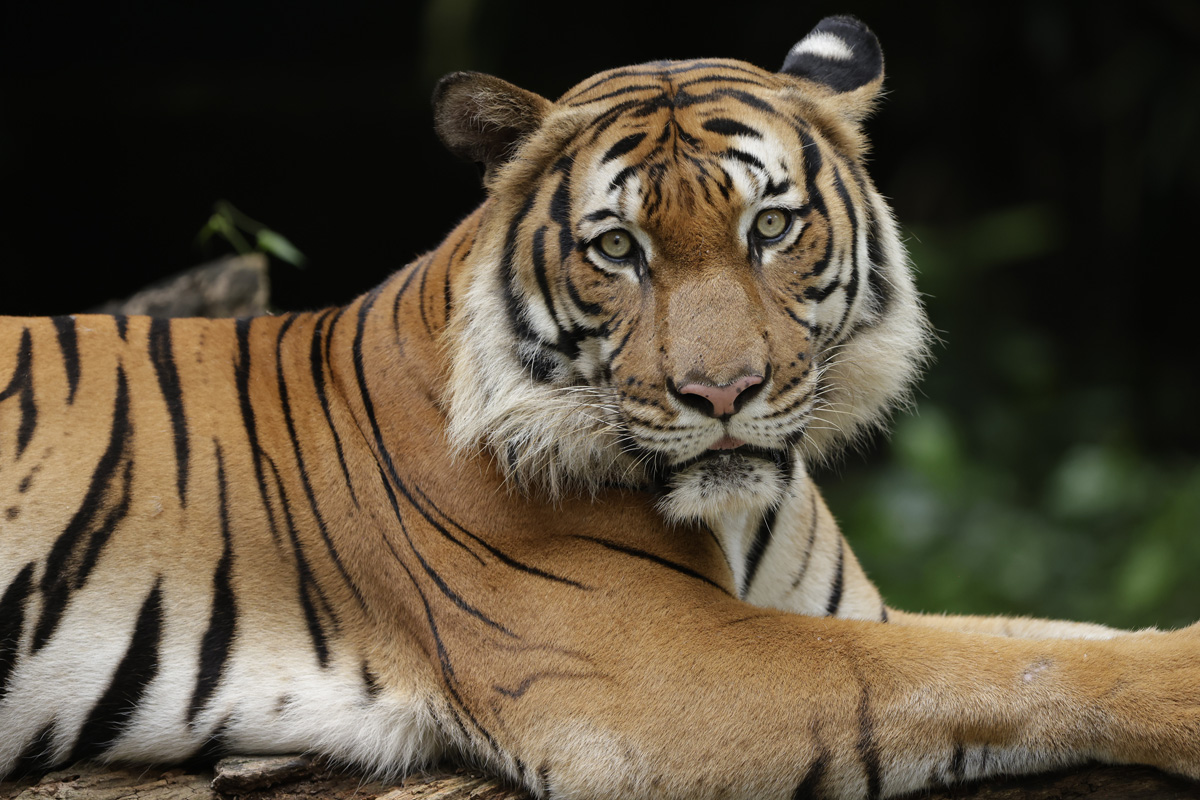 The Plight of the Malayan Tiger